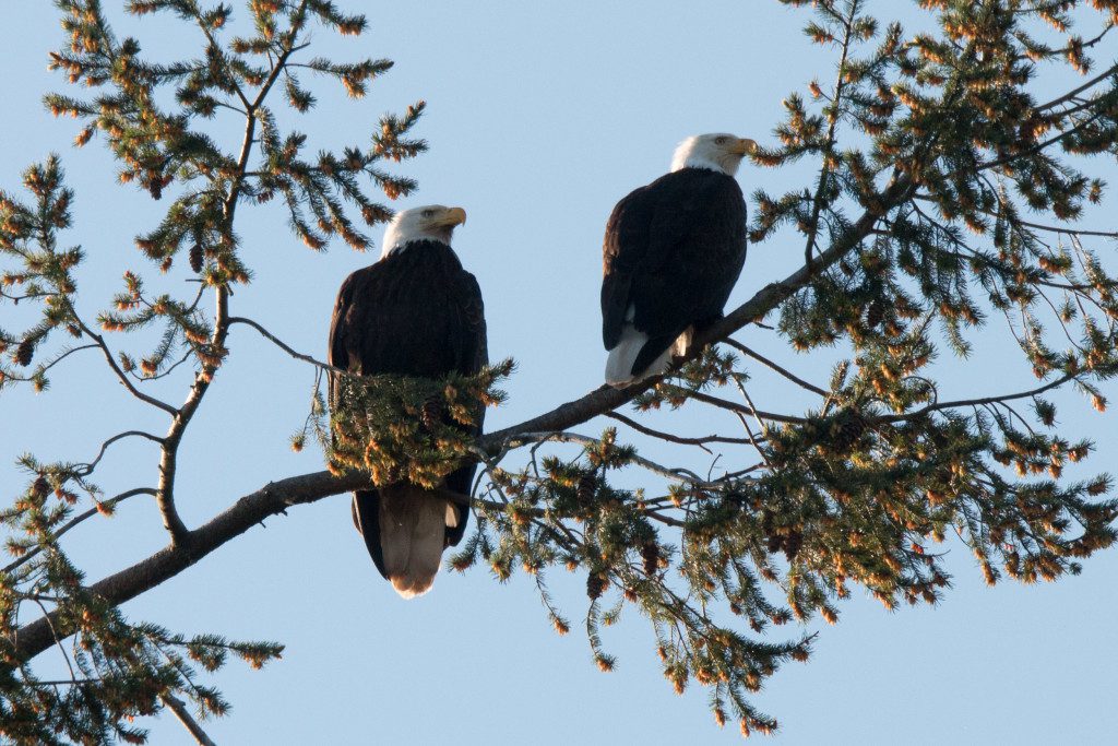 Eagle Behaviour Questions - Denman Conservancy Association