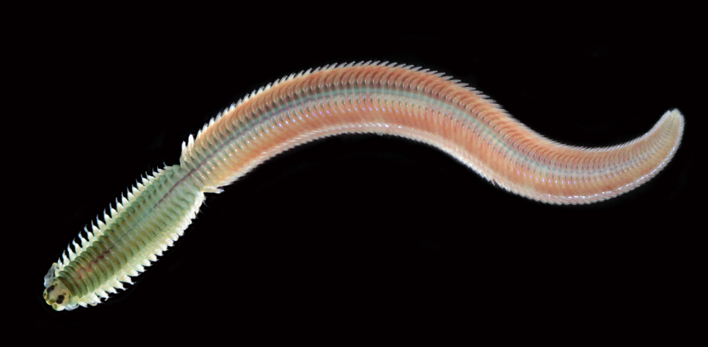 Polychaetes (and Peregrine) at Fillongley Park beach - Denman ...