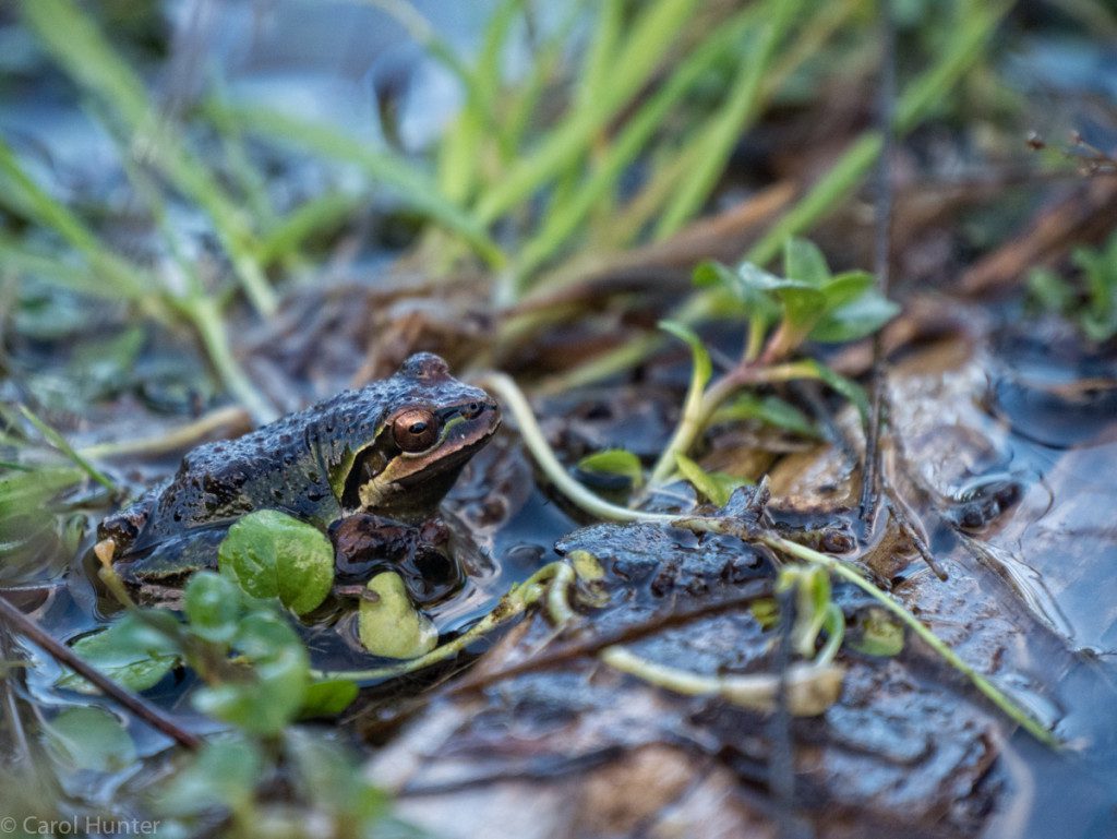 Frog Festival Features - Denman Conservancy Association