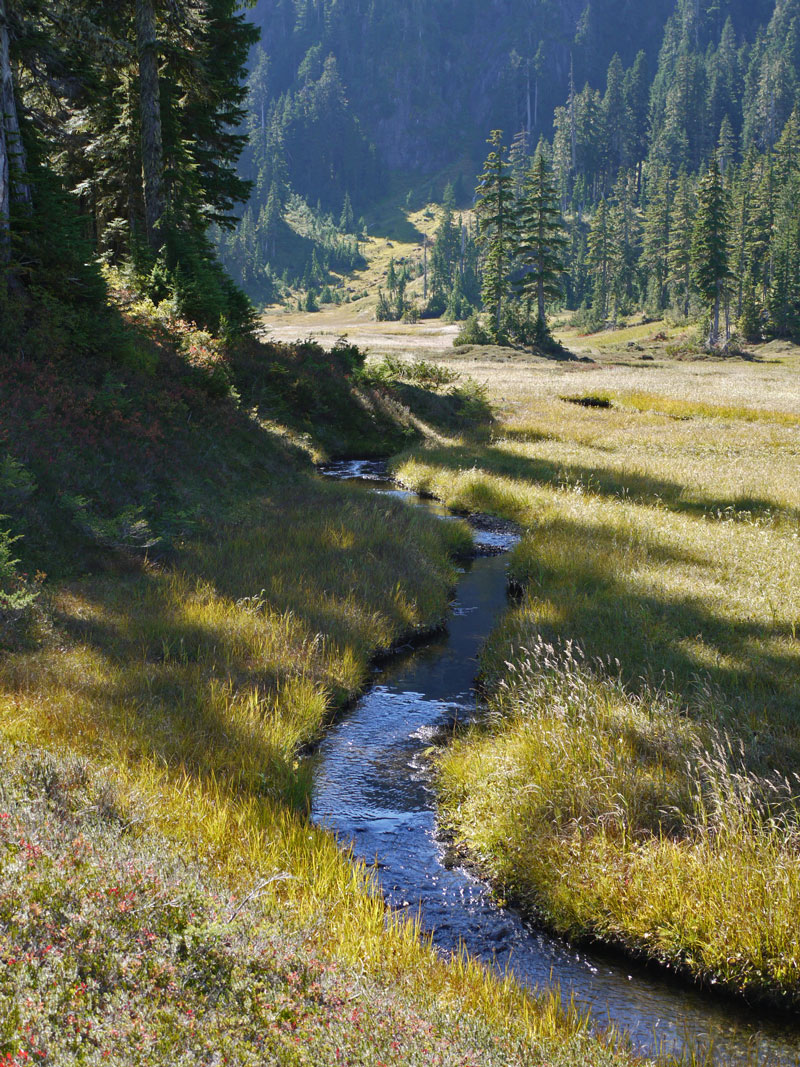 Precious Alpine Meadows - Denman Conservancy Association