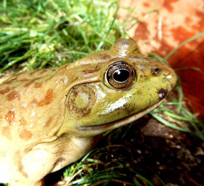 DCA Bullfrog Monitoring - Denman Conservancy Association
