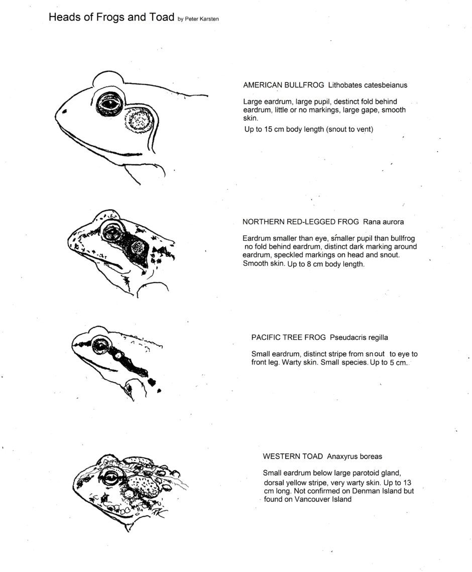 Local Frog & Toad ID Guide by Peter Karsten - Denman Conservancy ...