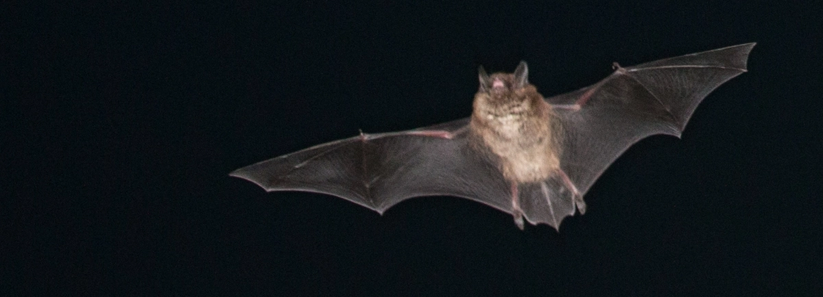 Denman Bats - Denman Conservancy Association
